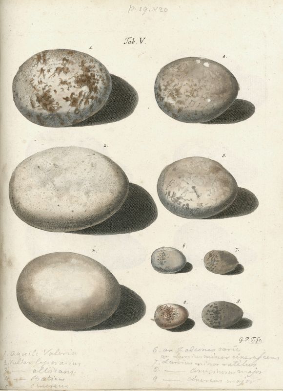 Bonhams : KLEIN (JACOB THEODOR) Ova avium plurimarum, 1766; and others (3)