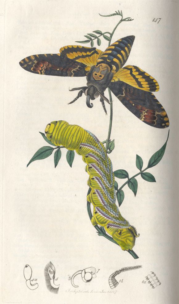 Bonhams : CURTIS (JOHN) British Entomology; Being Illustrations and ...