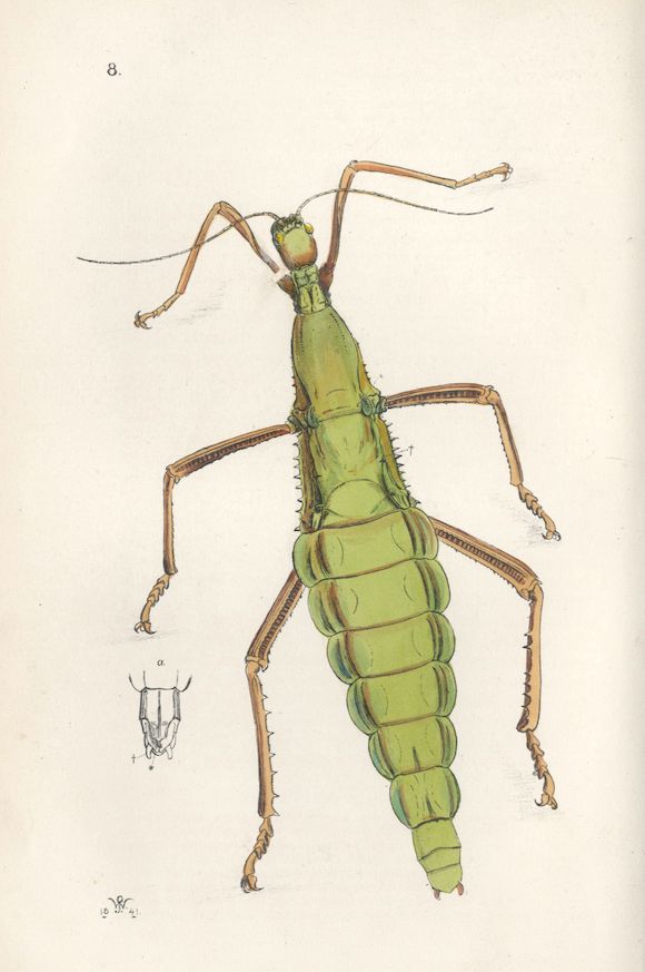 Bonhams : WESTWOOD (JOHN OBADIAH) Arcana Entomologica Or Illustrations ...