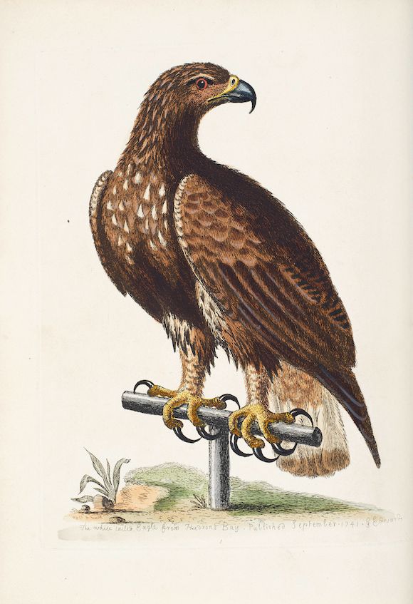 Bonhams : EDWARDS (GEORGE) A Natural History of Birds [-Gleanings of ...