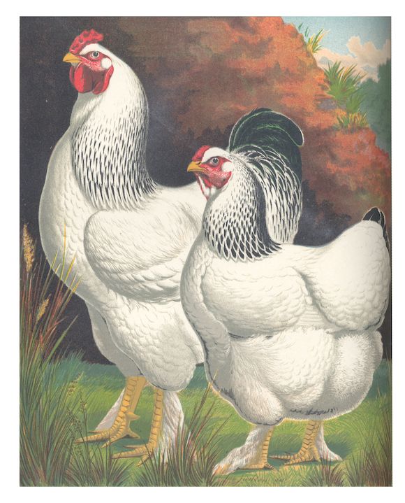 Bonhams : WRIGHT (LEWIS) The Illustrated Book of Poultry. With ...