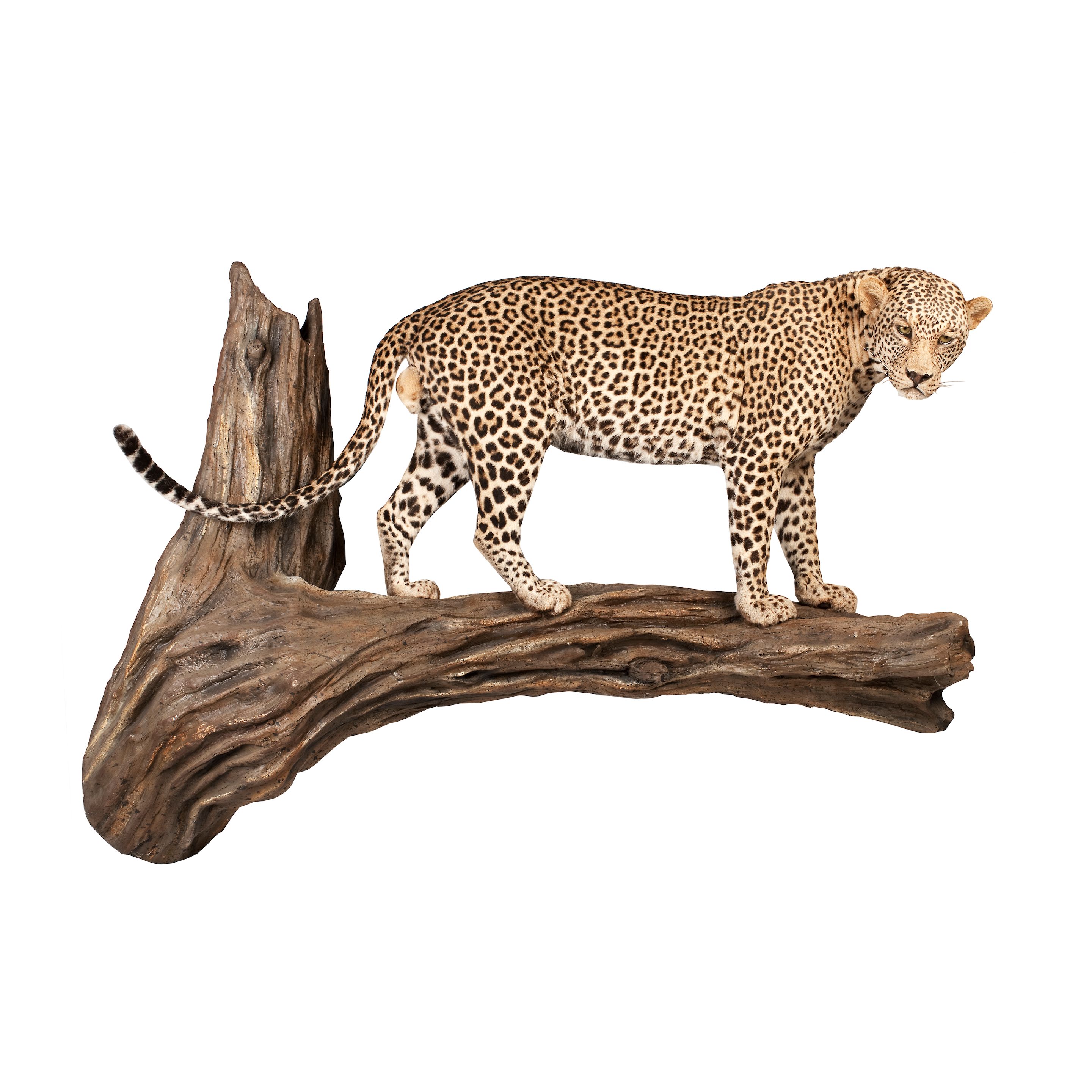 Bonhams : A male leopard mounted standing on a branch of a treeby ...