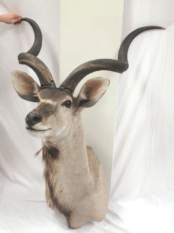 Bonhams : A taxidermy neck-mounted kudu