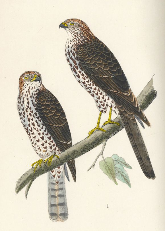 Bonhams : BREE (CHARLES ROBERT) A History of the Birds of Europe, 5 vol ...