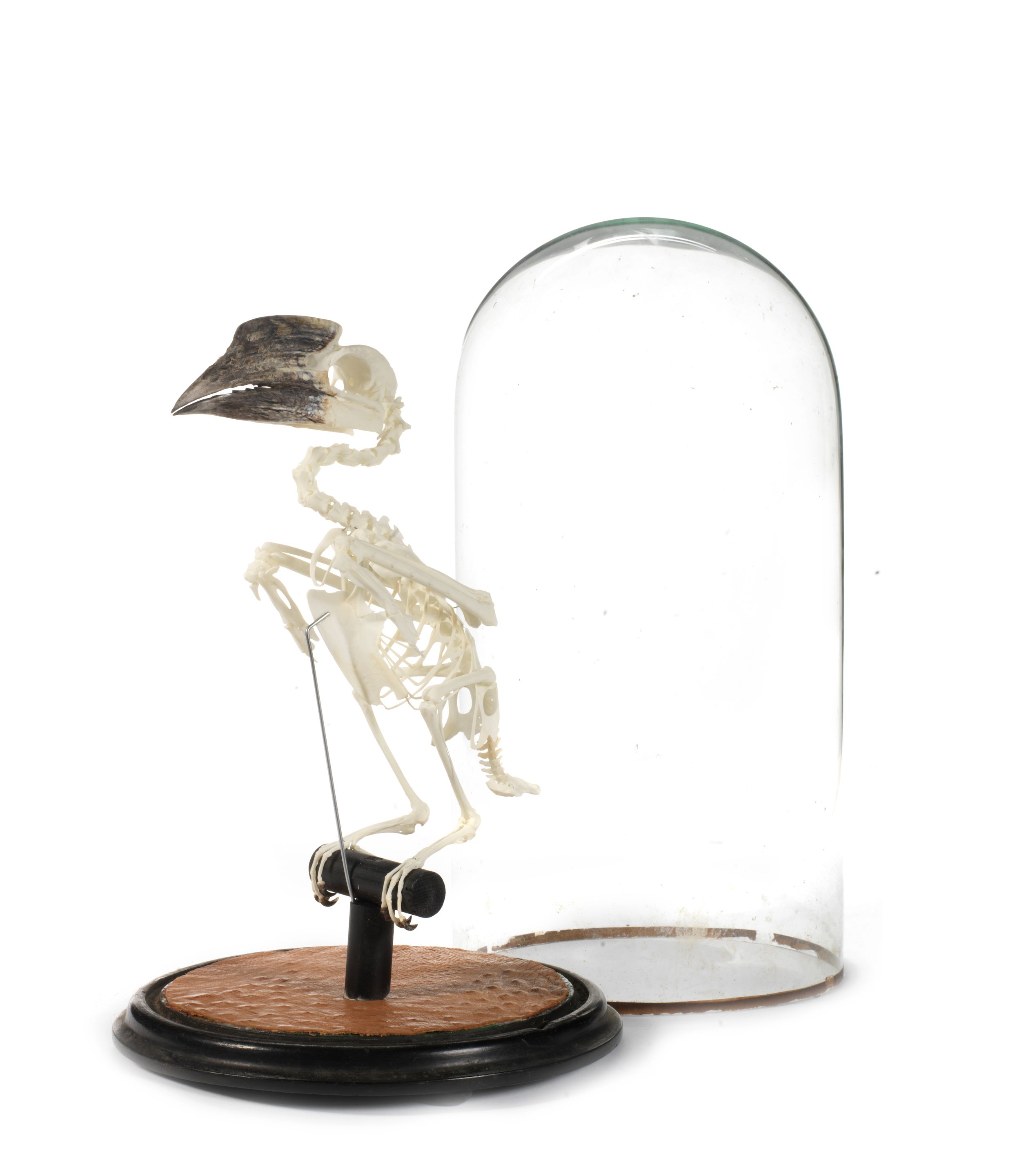 Bonhams : An articulated skeleton of a Piping Hornbill (Bycanistes ...