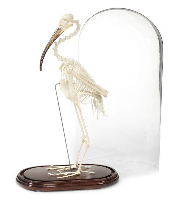 Bonhams : An articulated skeleton of a Straw-necked Ibis (Threskiomis ...