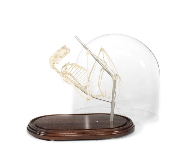 Bonhams : An articulated hanging skeleton of a Hammerhead Fruit bat ...