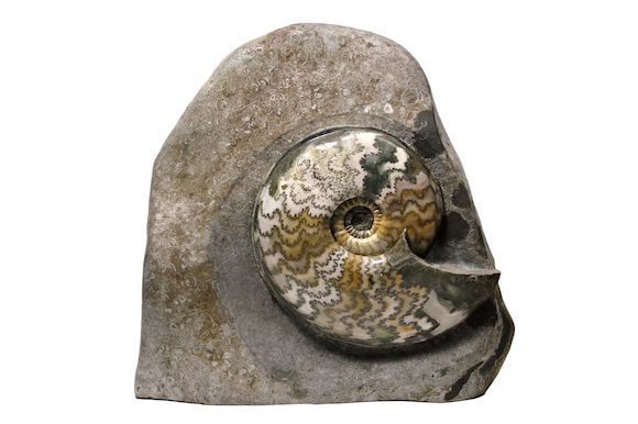 Bonhams : An English ammonite, Eparietites impendens,