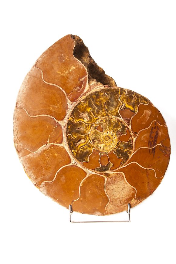 Bonhams : A giant red ammonite,
