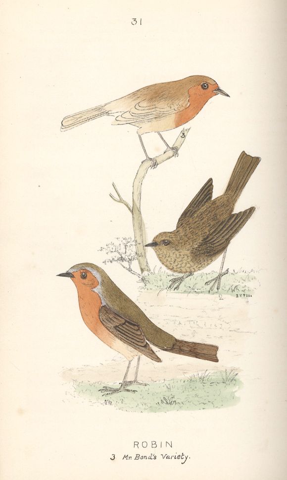Bonhams : MOSLEY (SETH LISTER) A History of British Birds, their Nests ...