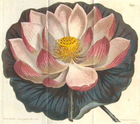 Bonhams : CURTIS (WILLIAM) The Botanical Magazine; Or, Flower-Garden ...