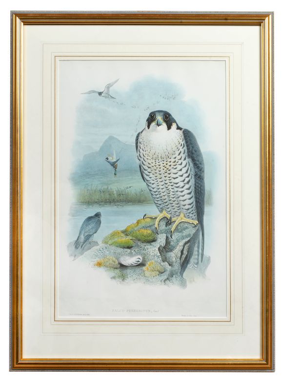 Bonhams : GOULD (JOHN) Falco Peregrinus, by H.C. Richter after J. Wolf ...