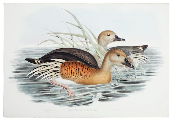 Bonhams : GOULD (JOHN) Tadorna Rajah [Radjah Shellduck]; Regulus ...