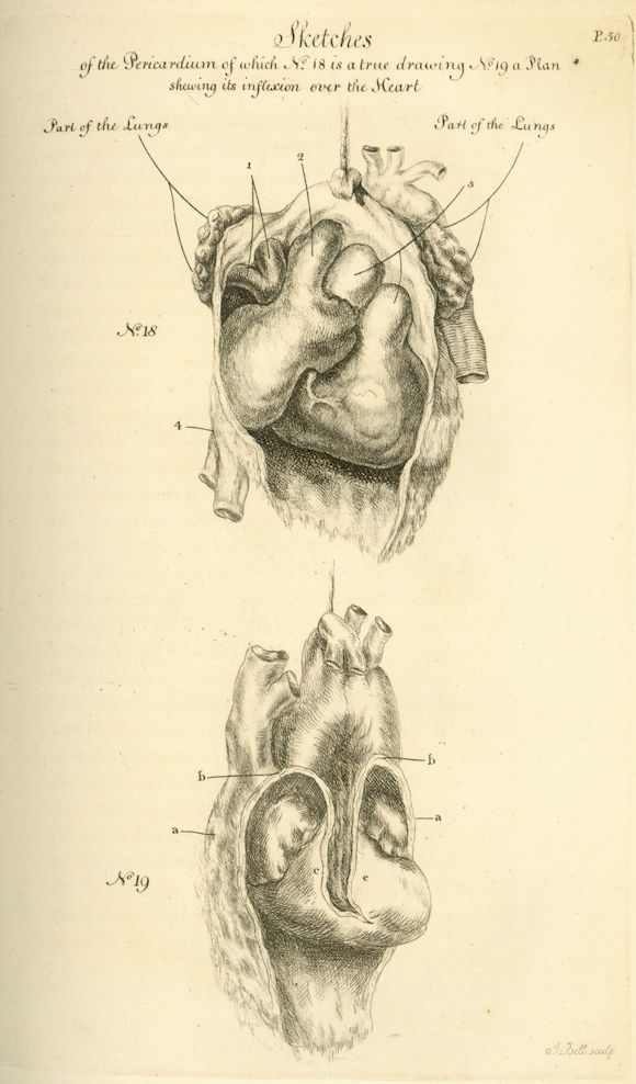 Bonhams : ANATOMY - BELL (JOHN) The Anatomy of the Bones, Muscles ...