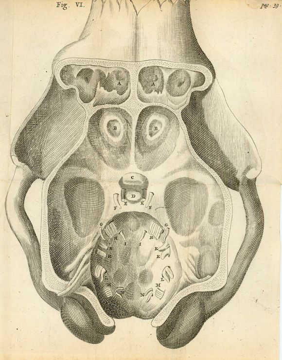 Bonhams : WILLIS (THOMAS) Cerebri Anatome, cui accessit nervorum ...