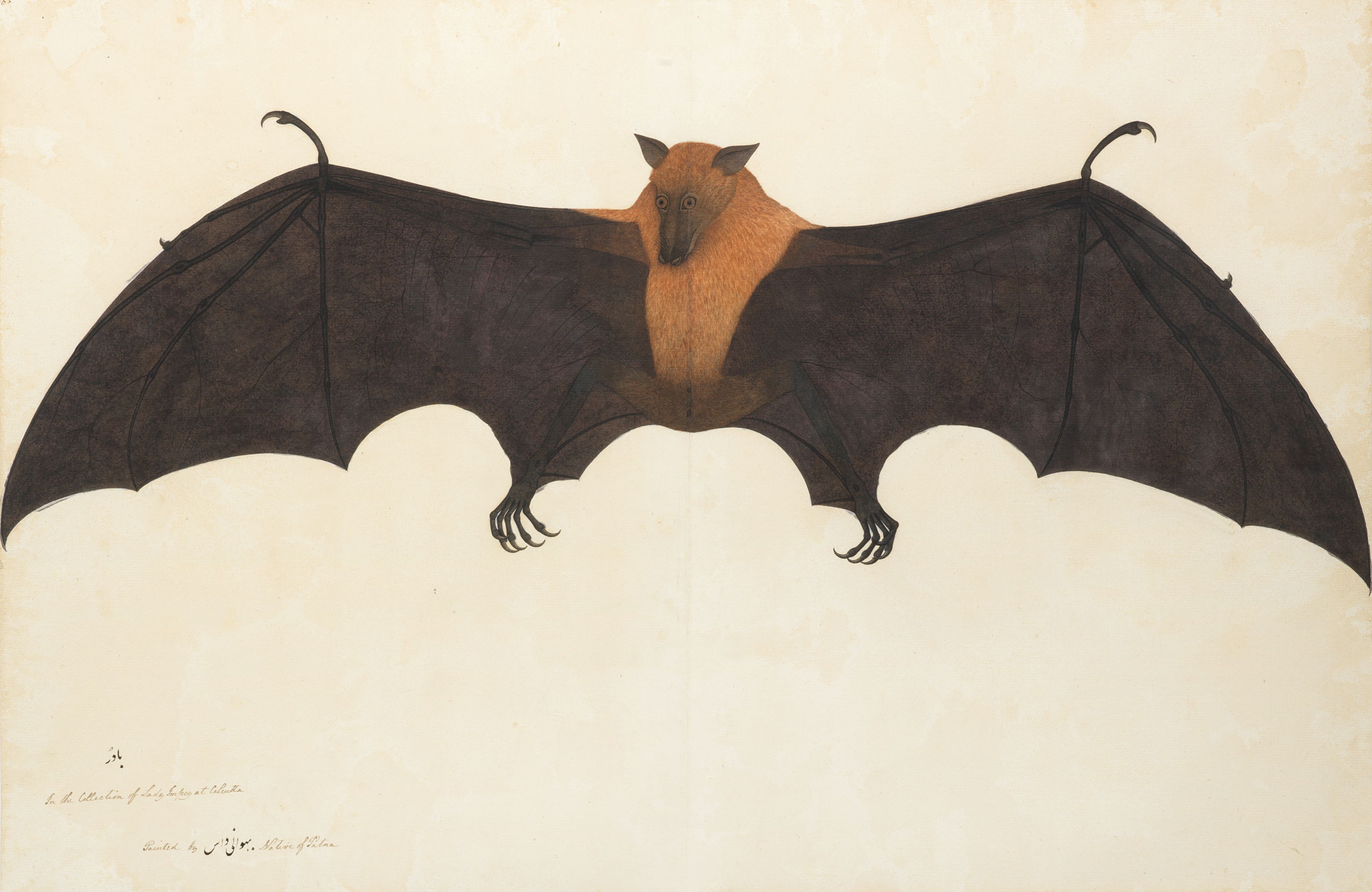 Bhawani Das (attributed) - Great Indian Fruit Bat (about 1777-1782 ...