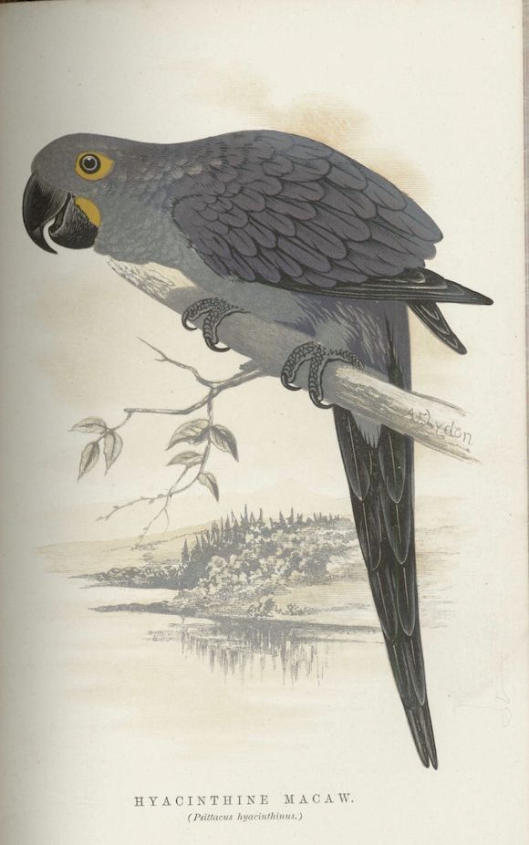 Bonhams : RUSS (KARL) The Speaking Parrots: a Scientific Manual, 1884 ...