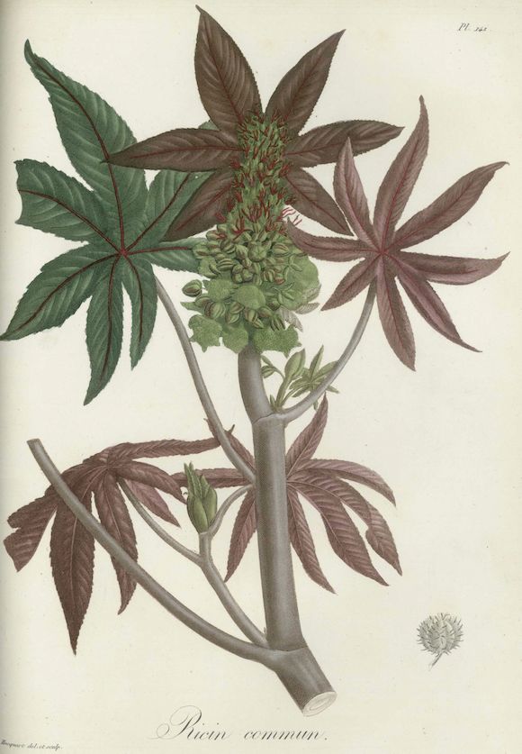 Bonhams : ROQUES (JOSEPH) Phytographie médicale, histoire des ...