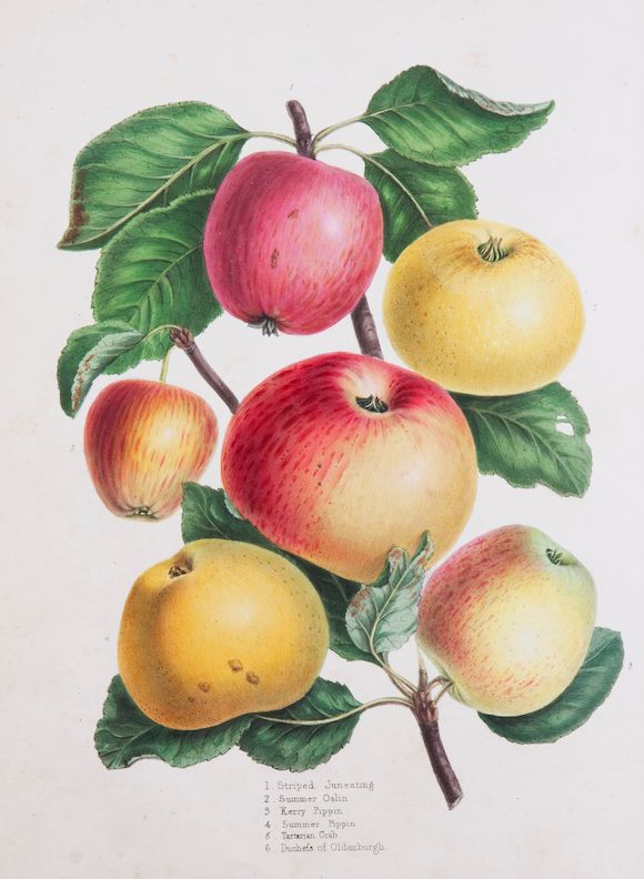 Bonhams : RONALDS (HUGH) Pyrus Malus Brentfordiensis or A Concise ...