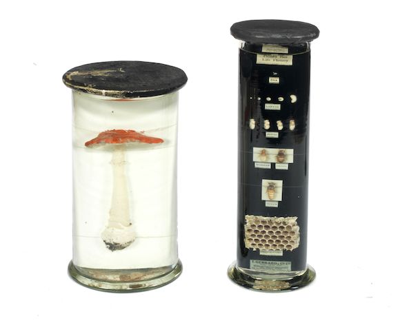 Bonhams : Two natural history preserved specimens in jars, early 20th ...
