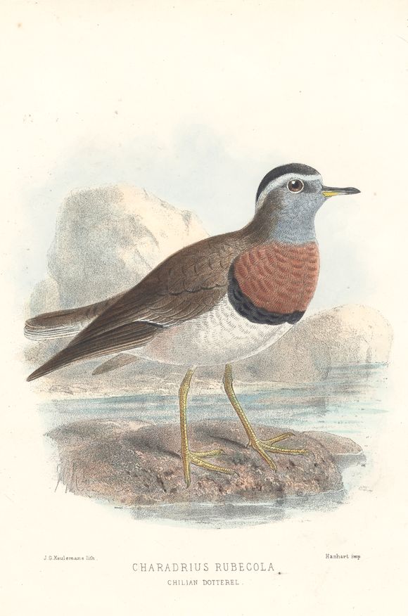 Bonhams : SEEBOHM (HENRY) The Geographical Distribution of the Family ...