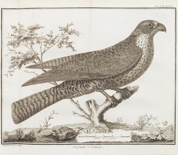 Bonhams : BRISSON (MATHURIN JACQUES) Ornithologie ou méthode contenant ...