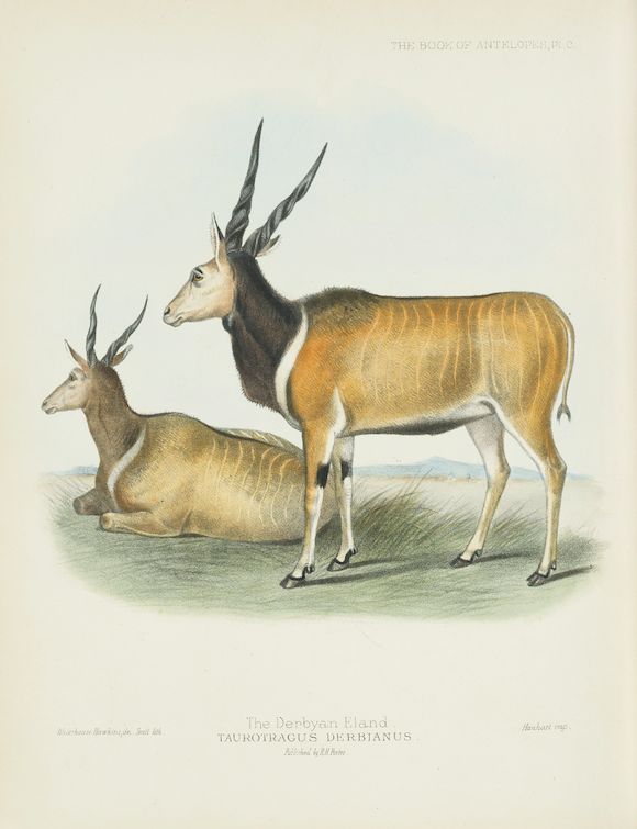 Bonhams : SCLATER (PHILIP LUTLEY) AND OLDFIELD THOMAS The Book of ...