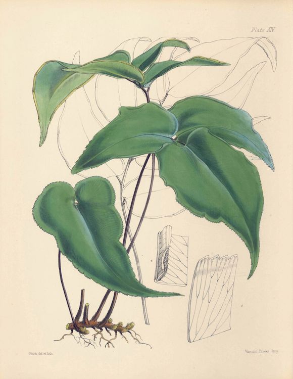 Bonhams : FERNS - HOOKER (WILLIAM JACKSON) Filices Exoticae; Or ...
