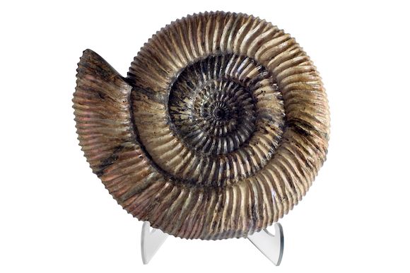 Bonhams : A Pink Ammonite, Speetonicerassp.