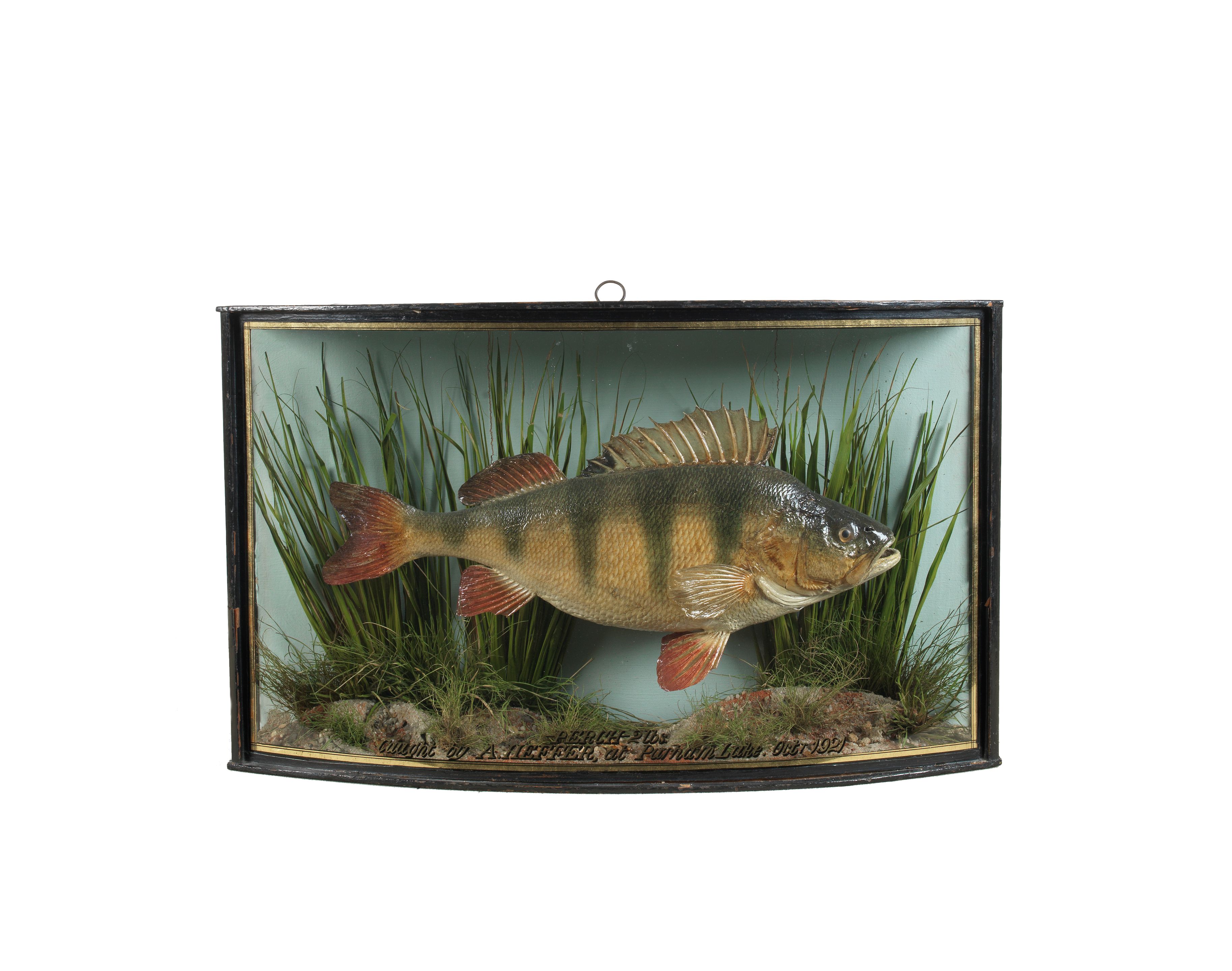 Bonhams : A 2lb cased perch