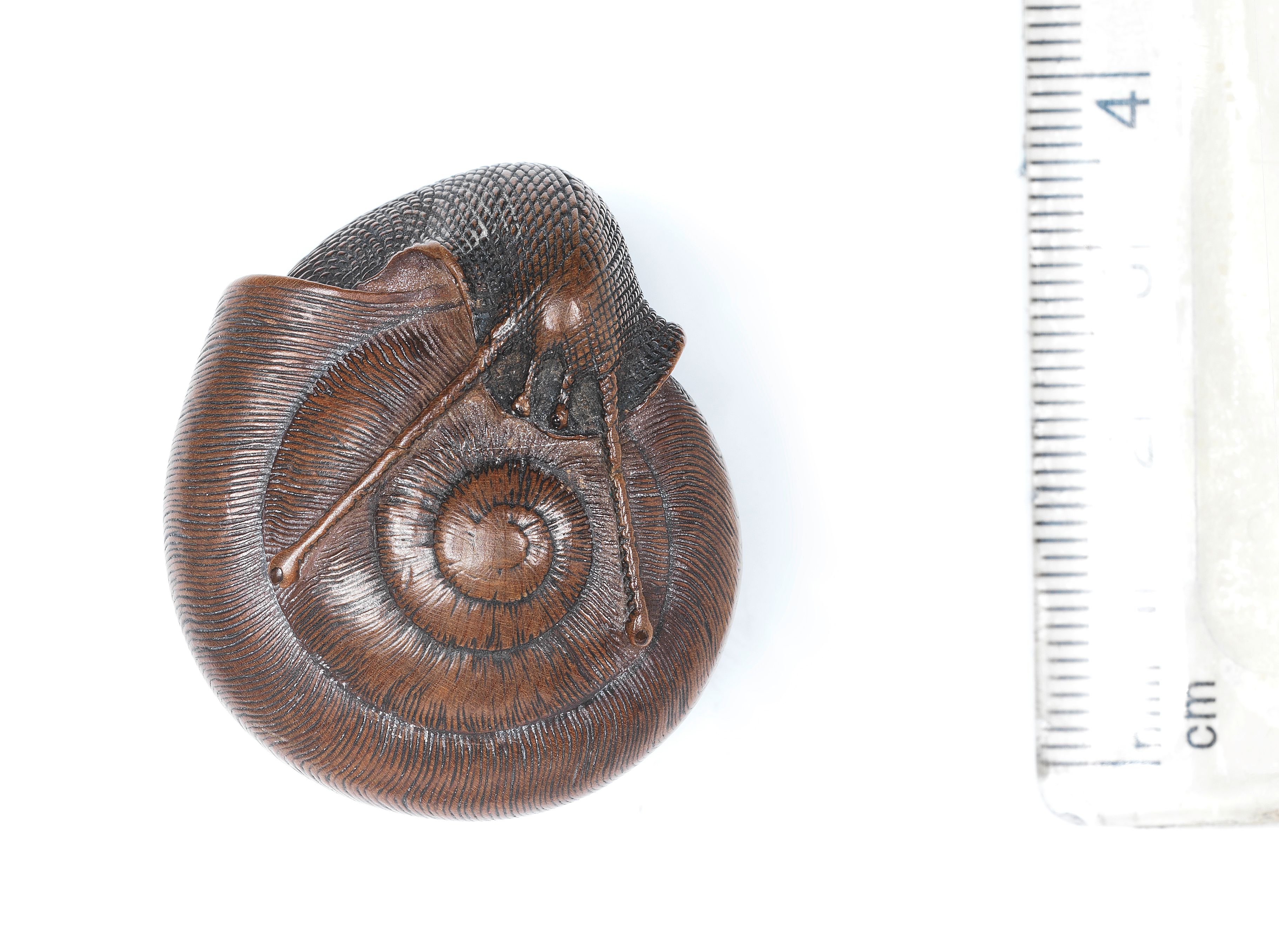 Bonhams : A wood netsuke of a snail Style of Hogen Tadayoshi and ...