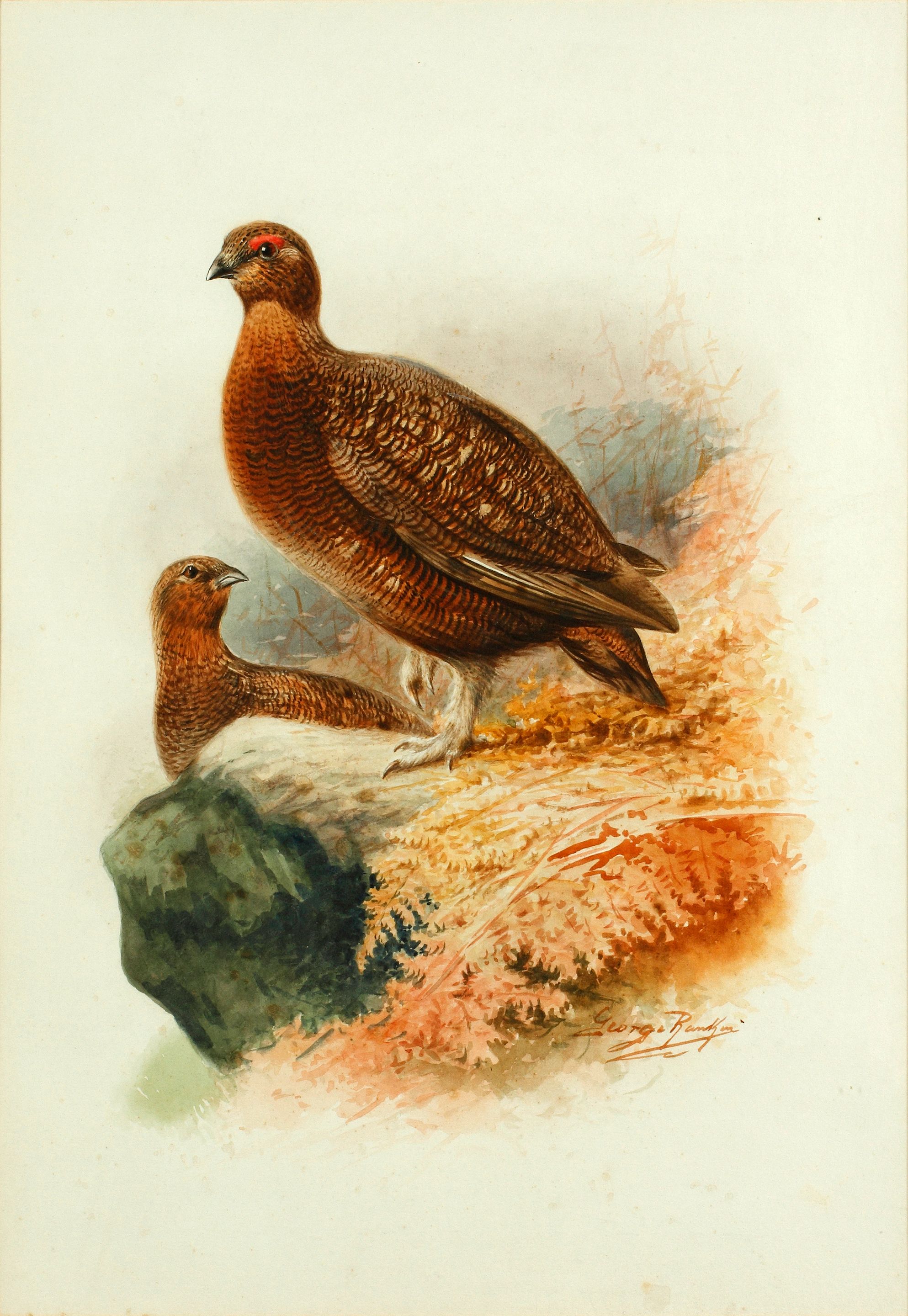 Bonhams : George James Rankin (British, 1864-1937) Studies of grouse ((2))