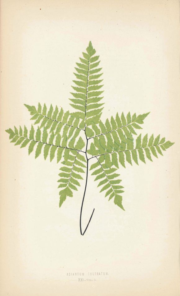 Bonhams : LOWE (EDWARD) Ferns, British and Exotic, 8 vol., Our Native ...