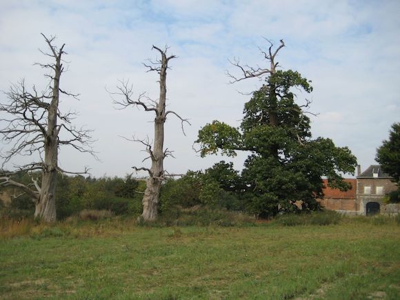 Bonhams : A Sweet Chestnut Sapling from the grounds of Hougoumont,
