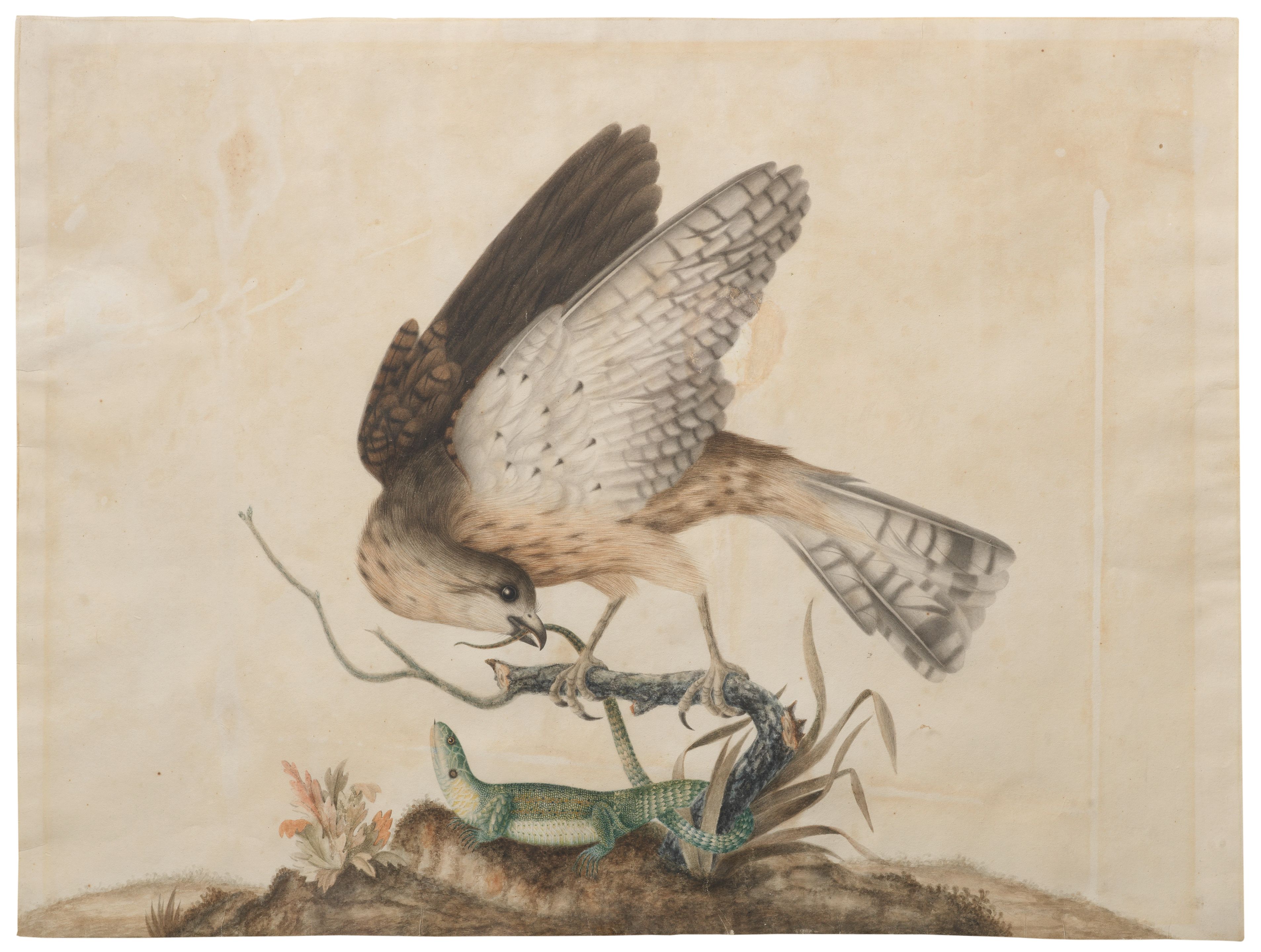 Bonhams : German School, late 18th Century A hawk and a lizard