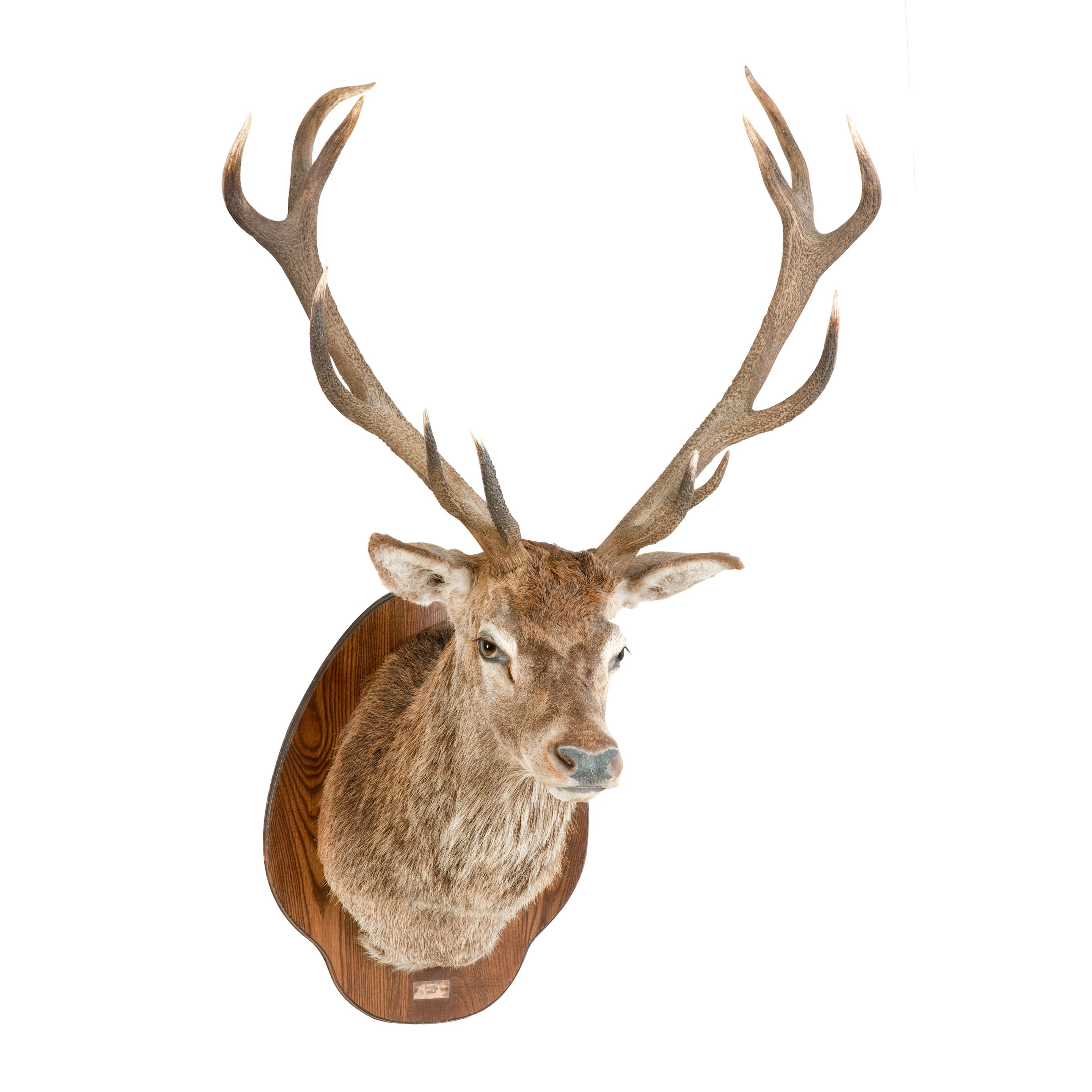 Bonhams : A fine Royal red stags head, together with a young spiker