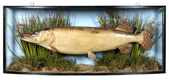 Bonhams : A bow fronted cased pike By J Cooper & Sons, 28 Radnor St ...