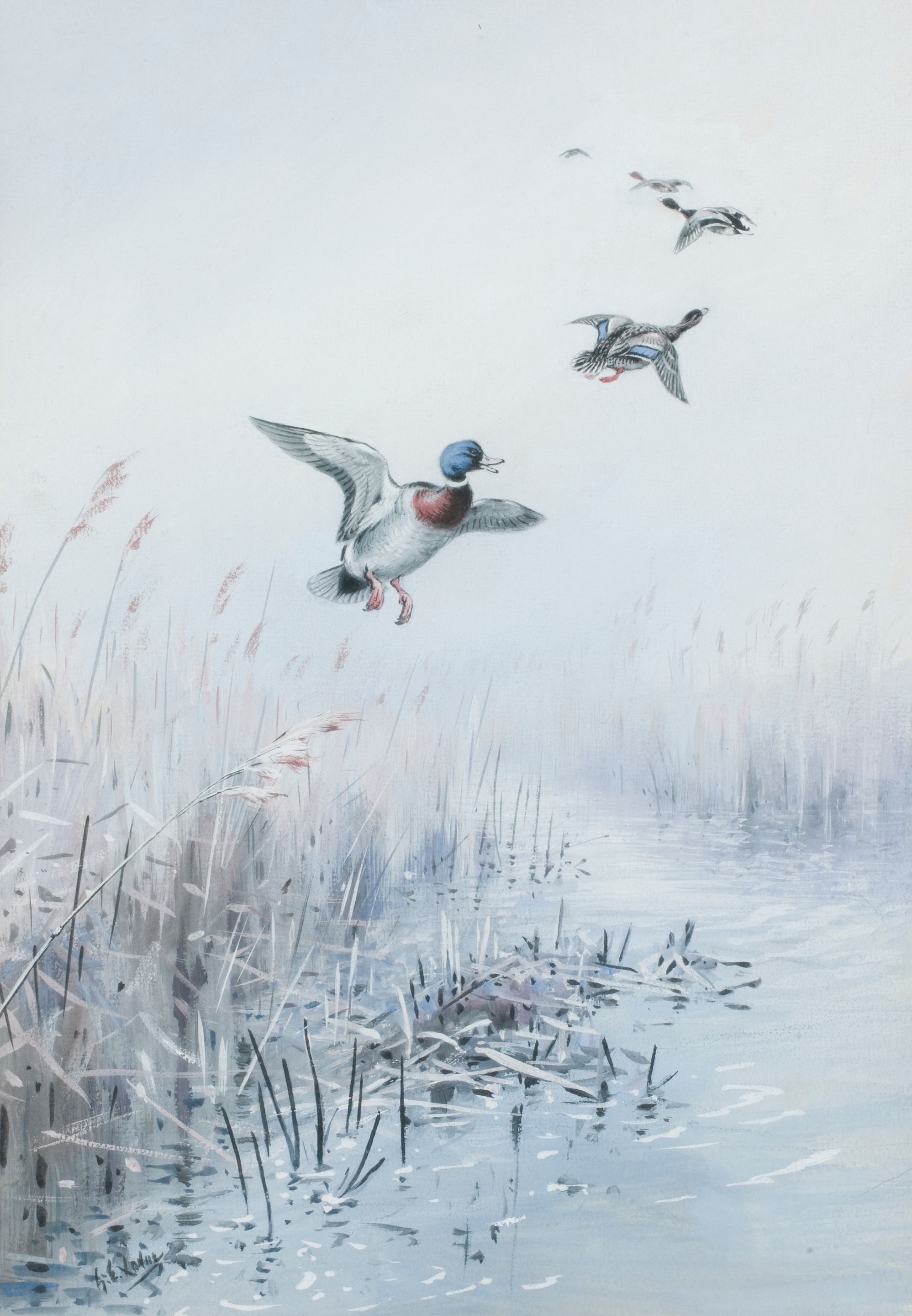Bonhams : George Edward Lodge (British, 1860-1954) Mallard rising from ...