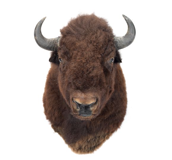 Bonhams : A large mounted North American Bison head