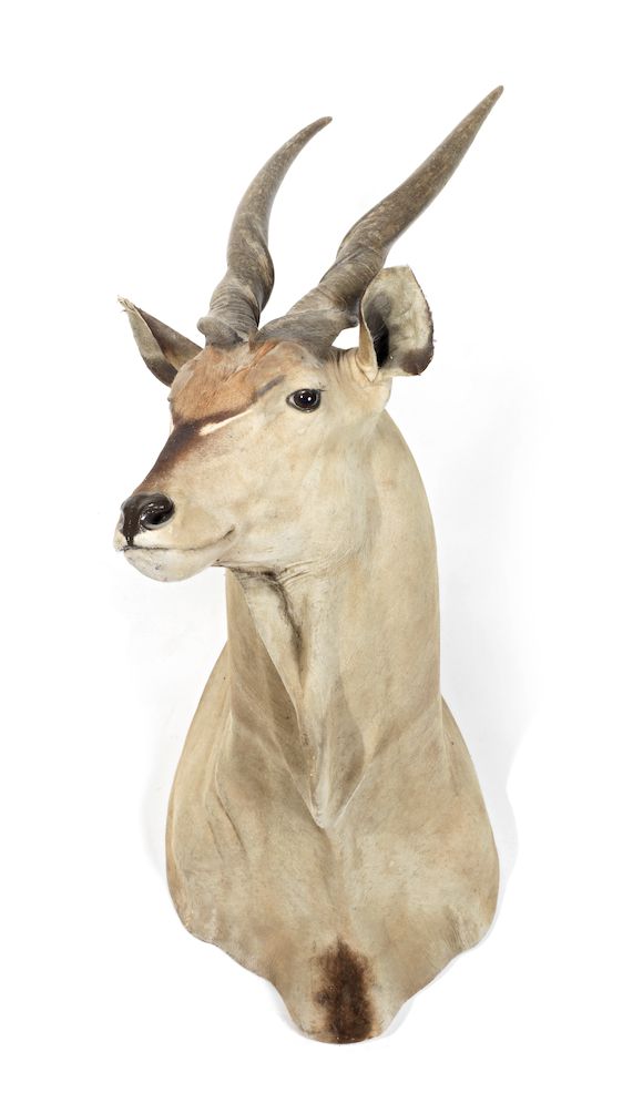 Bonhams : A large mounted Eland buck head