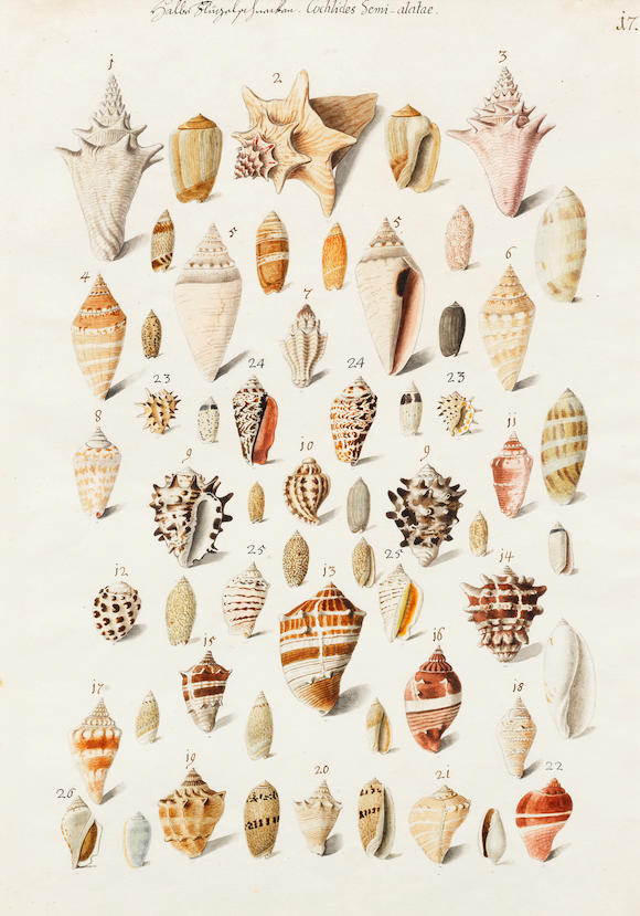 Bonhams : Franz Anton von Scheidel (Vienna 1731-1801) A study of Shells ...