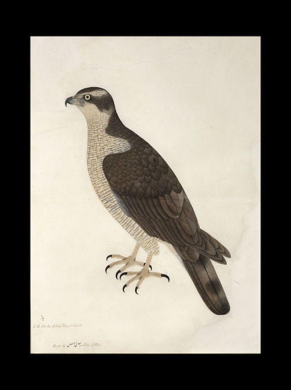 Bonhams : An Eastern Goshawk, by Bhawani Das, from the collection of ...