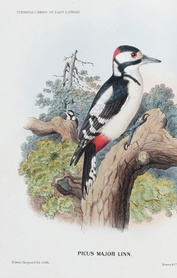 Bonhams : TURNBULL (WILLIAM PATERSON) The Birds of East Lothian and a ...