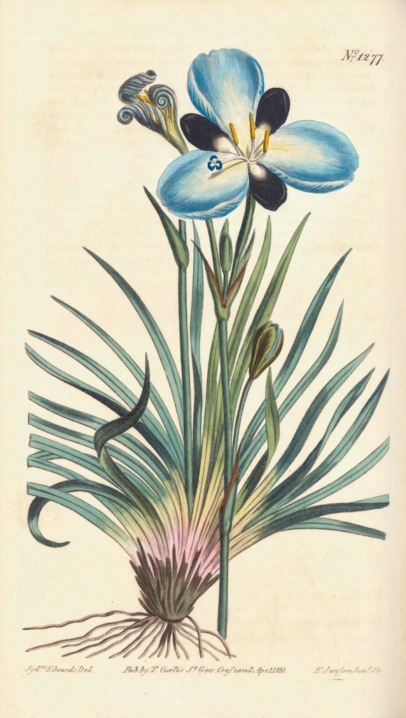 Bonhams : CURTIS (WILLIAM) The Botanical Magazine; or Flower-Garden ...