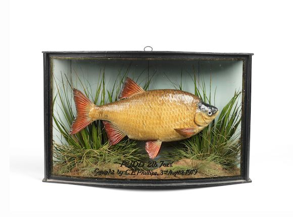 Bonhams : A cased 1lb 14 1/4 oz roach by William Dennis together with a ...