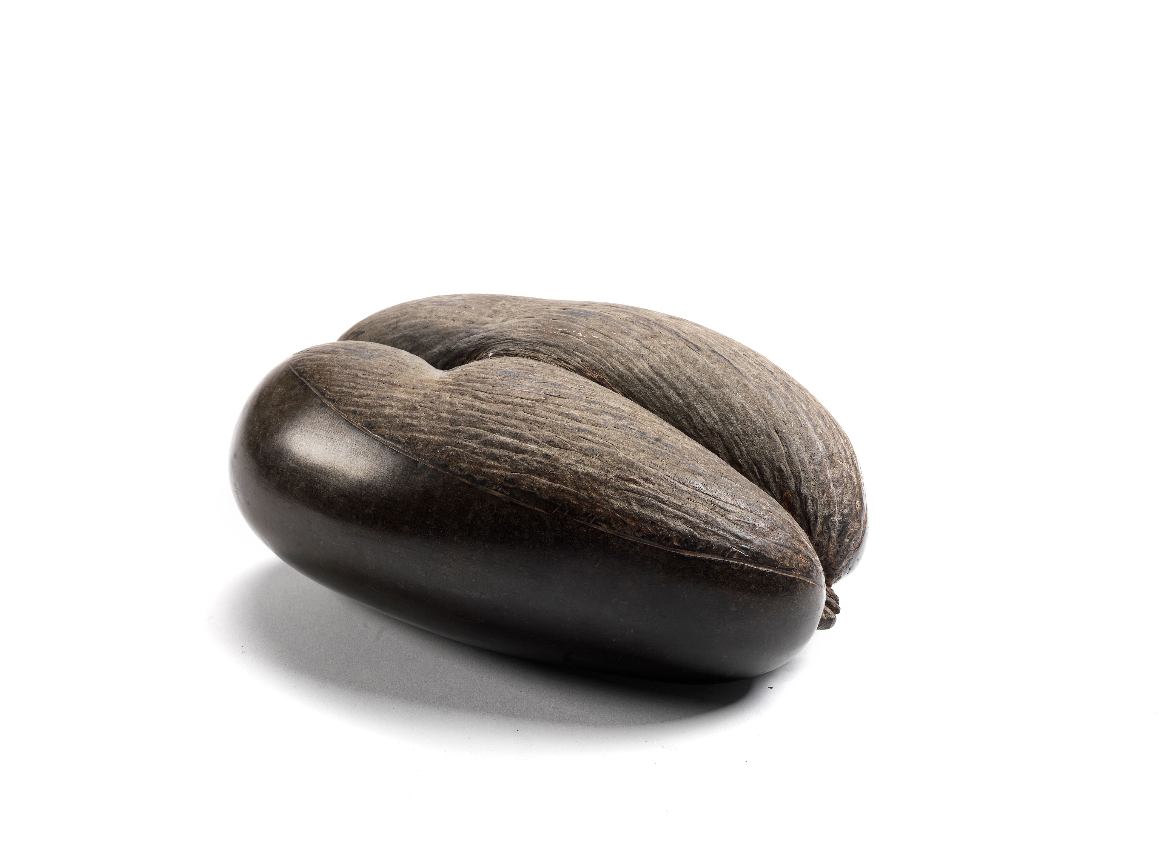 Bonhams : A large semi-polished Coco de Mer (Lodoicea Maldivica) nut