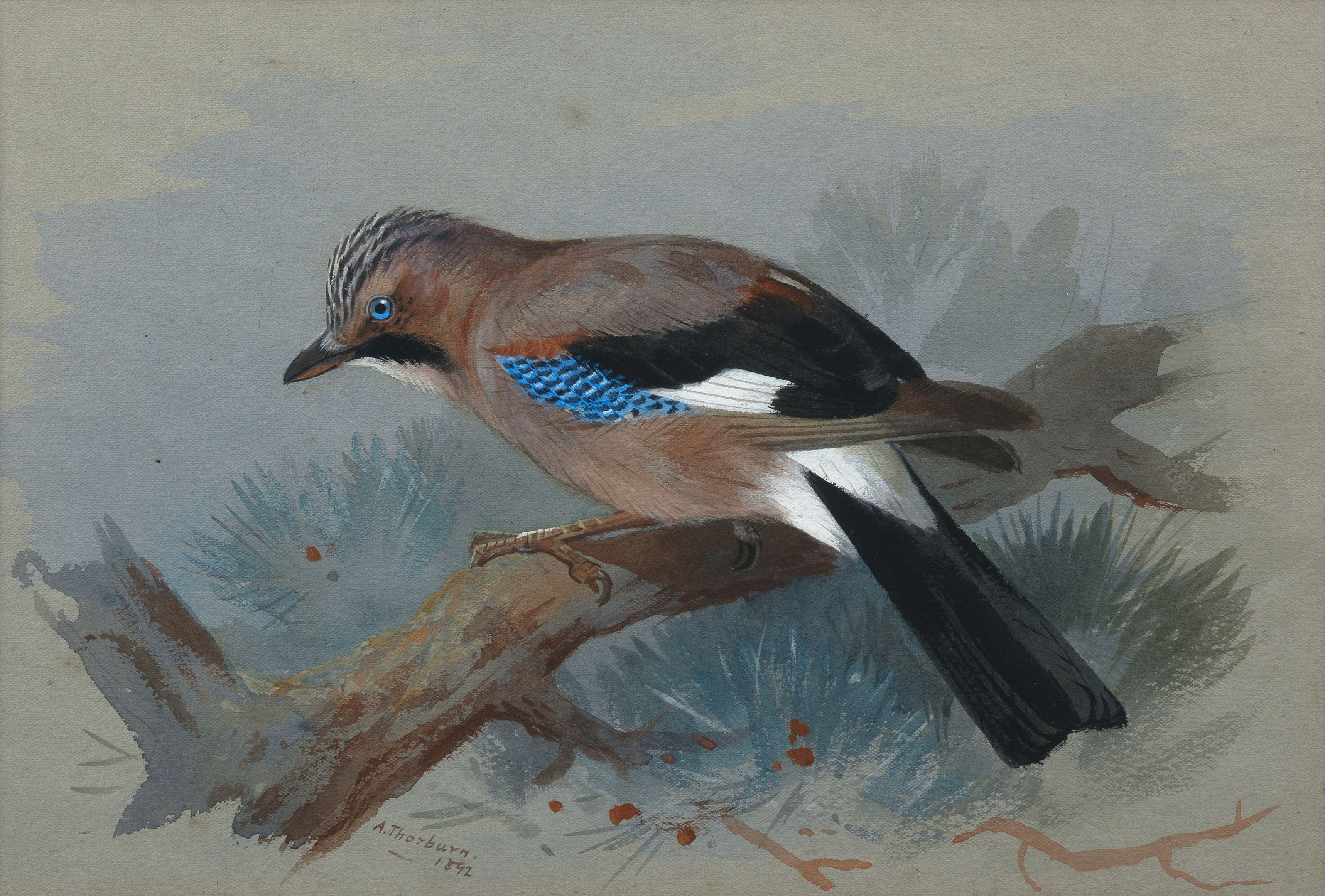 Bonhams : Archibald Thorburn (British, 1860-1935) Jay on a bough