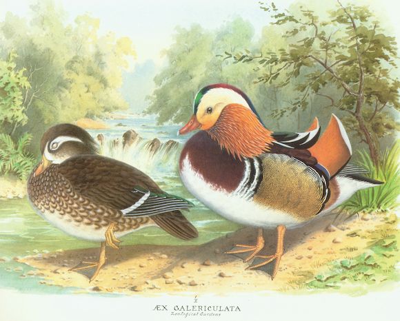 Bonhams : JONES (HENRY) OLNEY (PETER J.S.) The Wildfowl Paintings of ...