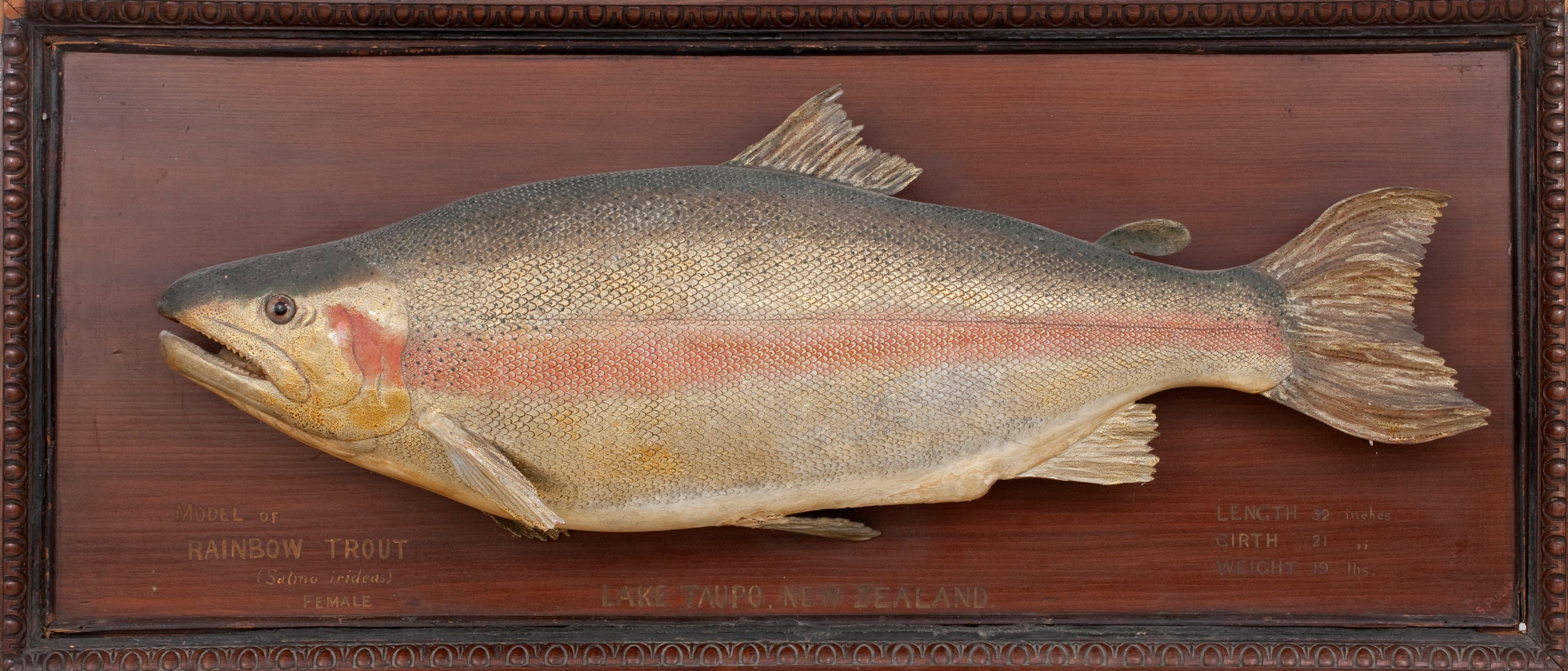 Bonhams : A mounted figure of a large Rainbow Trout