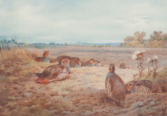 Bonhams : THORBURN (ARCHIBALD) Game Birds and Wild-Fowl of Great ...